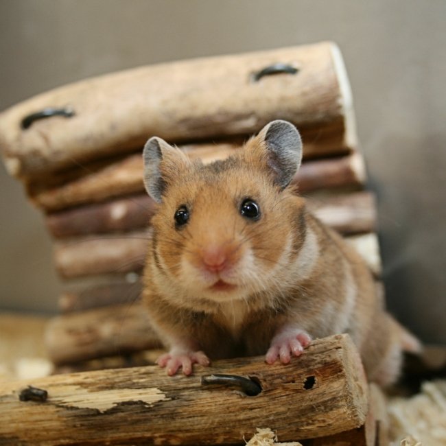 Small Animals for Sale – Petland Batavia, Illinois Pet Store