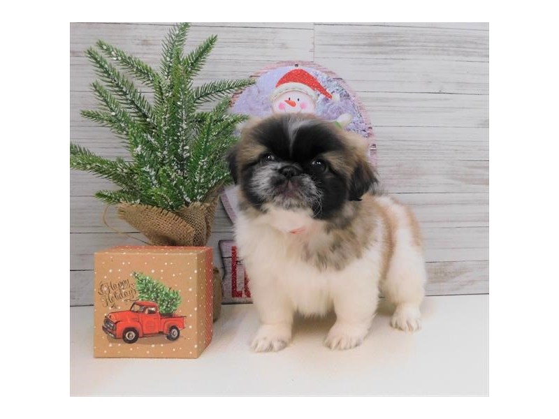 Pekingese Puppy Gold / White ID:11569 Located at Petland Batavia, Illinois