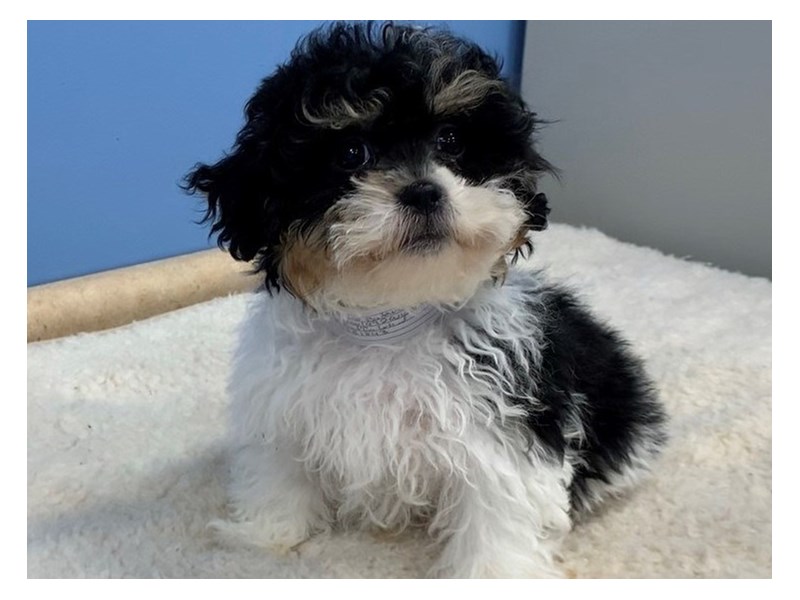 Shih Poo Puppy Black & White, Tan Points ID:19522 Located at Petland ...