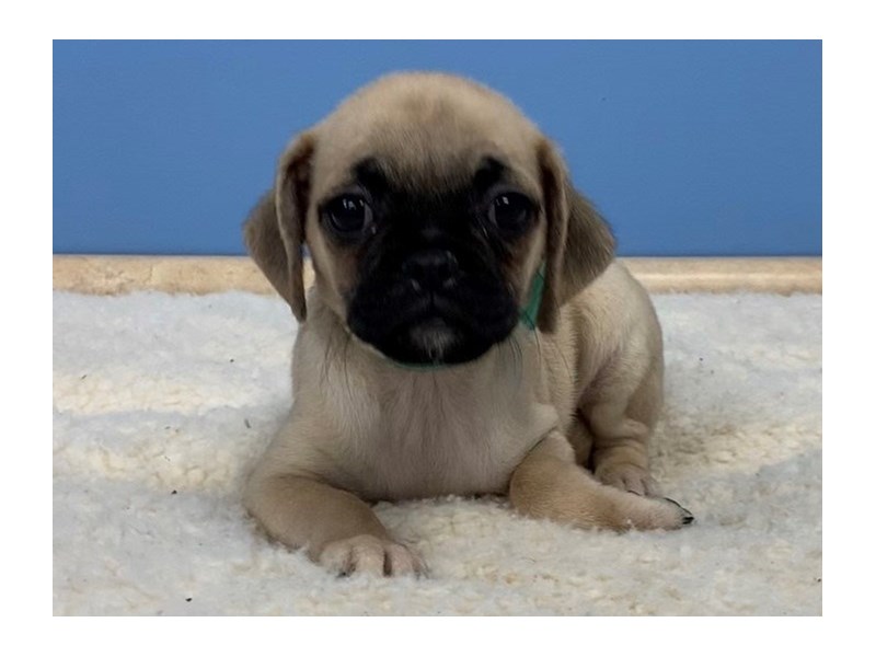Puggle Puppy Fawn, Black Mask ID:19517 Located at Petland Batavia, Illinois