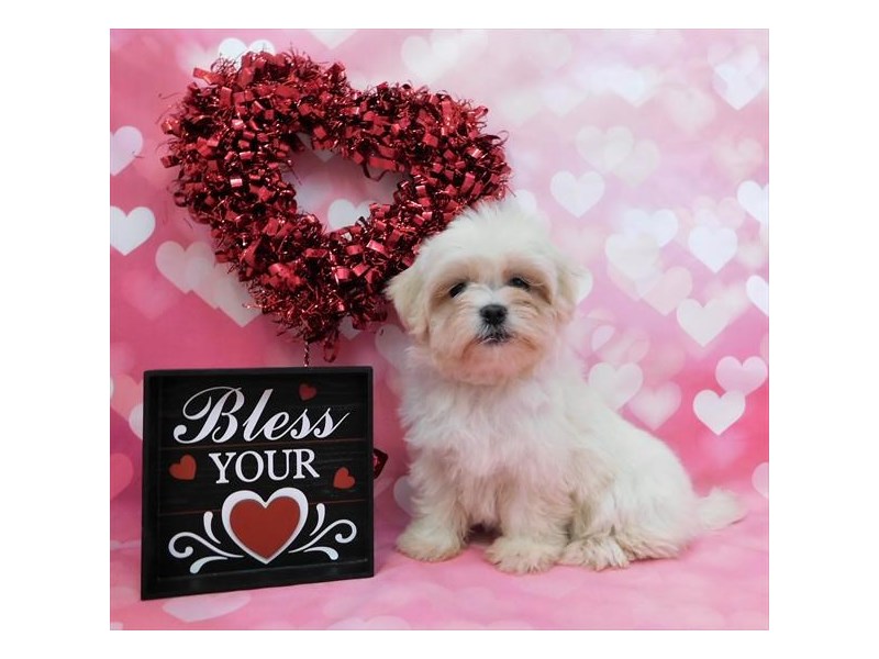 Teddy Bear Puppy Cream ID:19591 Located at Petland Batavia, Illinois