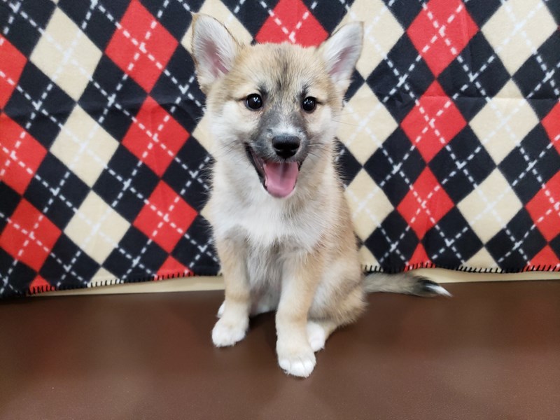 Pomsky Puppy Sable ID:19830 Located at Petland Batavia, Illinois