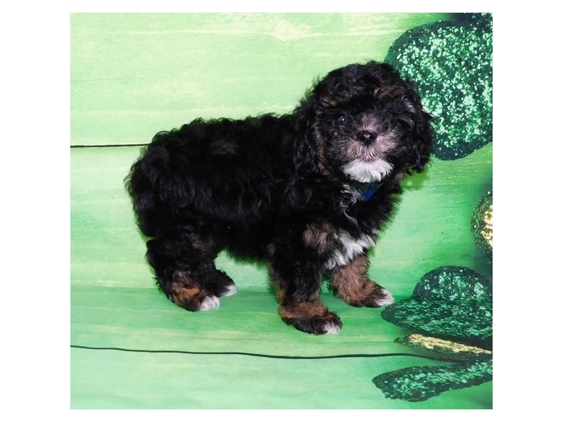 Shih Poo Puppy Black / Tan ID:11690 Located at Petland Batavia, Illinois