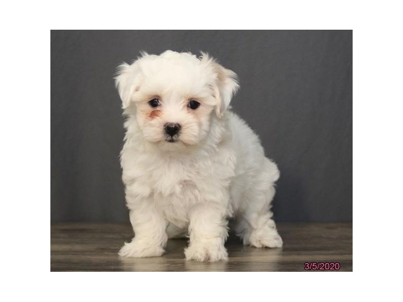 Maltese Puppy White / Cream ID:19647 Located at Petland Batavia, Illinois