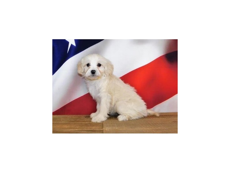 Teddy Bear Puppy Cream ID:12031 Located at Petland Batavia, Illinois