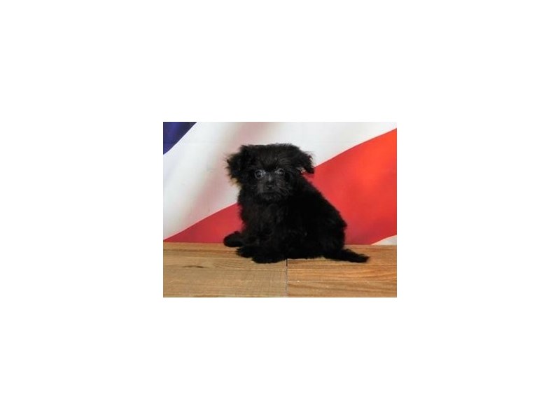 Pomapoo Puppy Black ID:20173 Located at Petland Batavia, Illinois