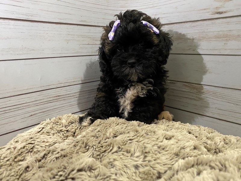 Shih Poo Puppy Brindle ID:12092 Located at Petland Batavia, Illinois