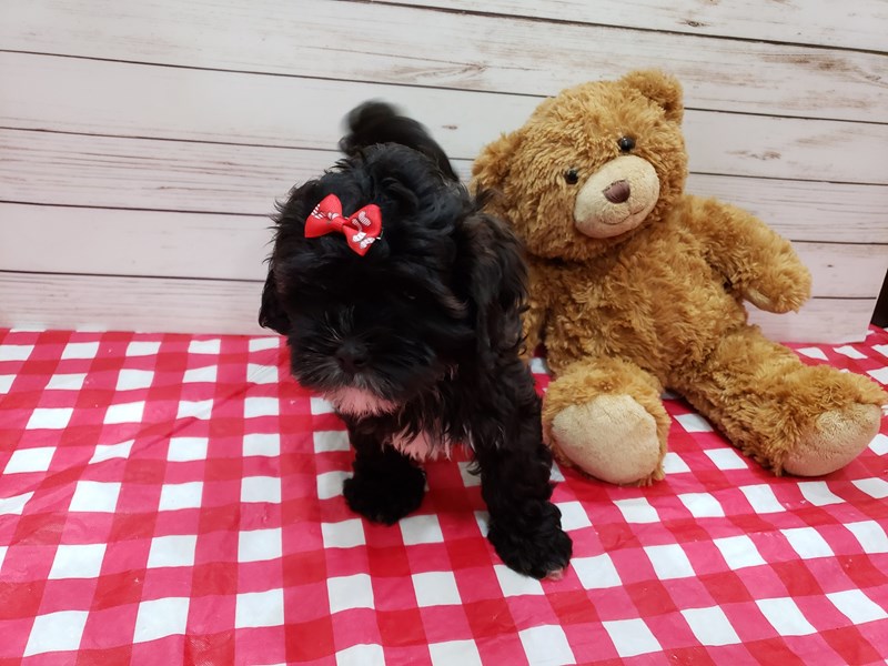 Shih Poo Puppy Brindle ID:20203 Located at Petland Batavia, Illinois