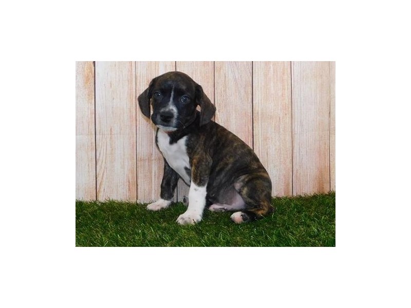 Boggle Puppy Black Brindle / White ID:12096 Located at Petland Batavia ...
