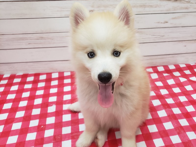 Pomsky Puppy Sable and White ID:20303 Located at Petland Batavia, Illinois