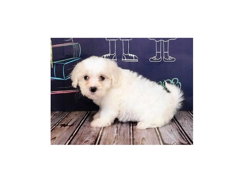 Teddy Bear Puppy White / Cream ID:20318 Located at Petland Batavia ...