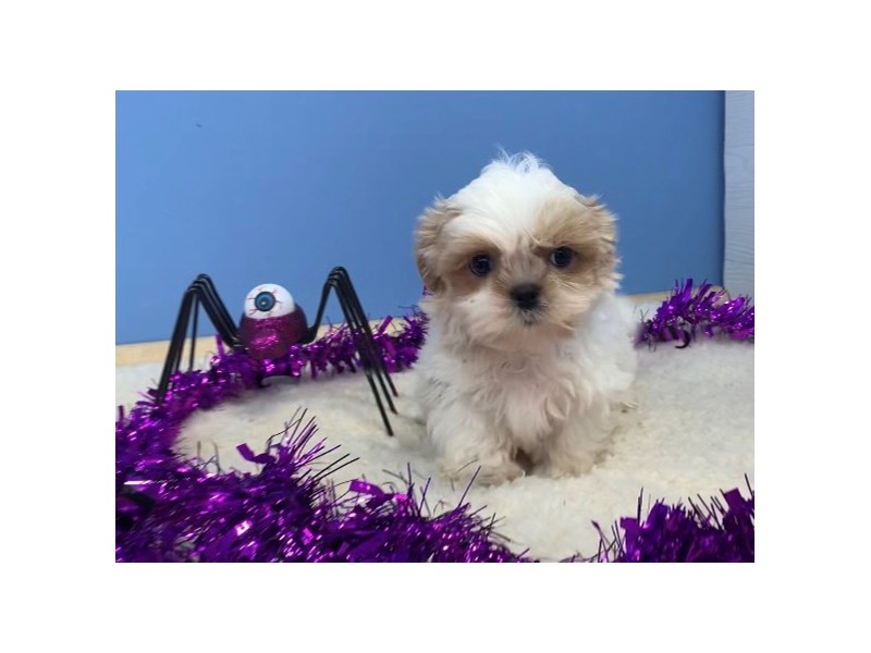 Shih Tzu Puppy Cream / White ID:20110 Located at Petland Batavia, Illinois