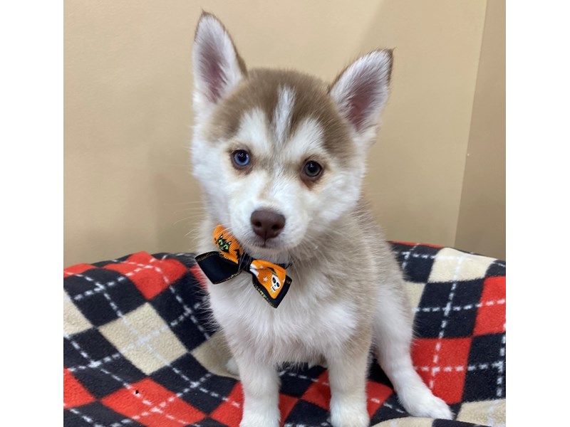 Pomsky Puppy Red and White ID:20446 Located at Petland Batavia, Illinois