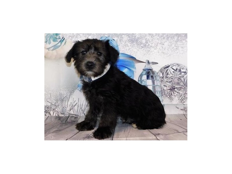 Schnoodle Puppy Black ID:20286 Located at Petland Batavia, Illinois