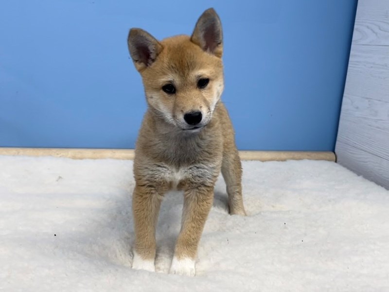 Sesame Shiba Inu
