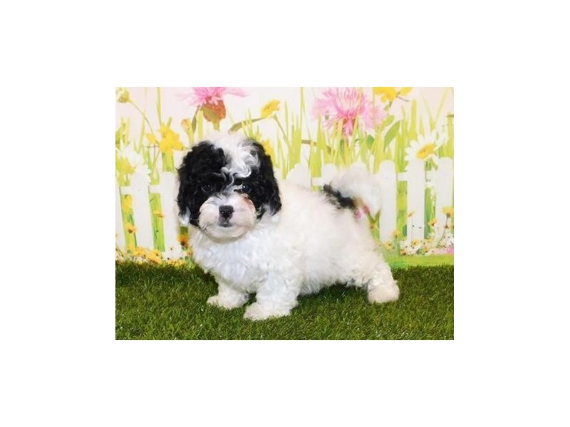 Shih Poo-DOG-Female-White / Black-3182106-Petland Batavia, Illinois