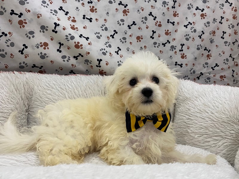 Bichon Frise Puppy White ID:12968 Located at Petland Batavia, Illinois