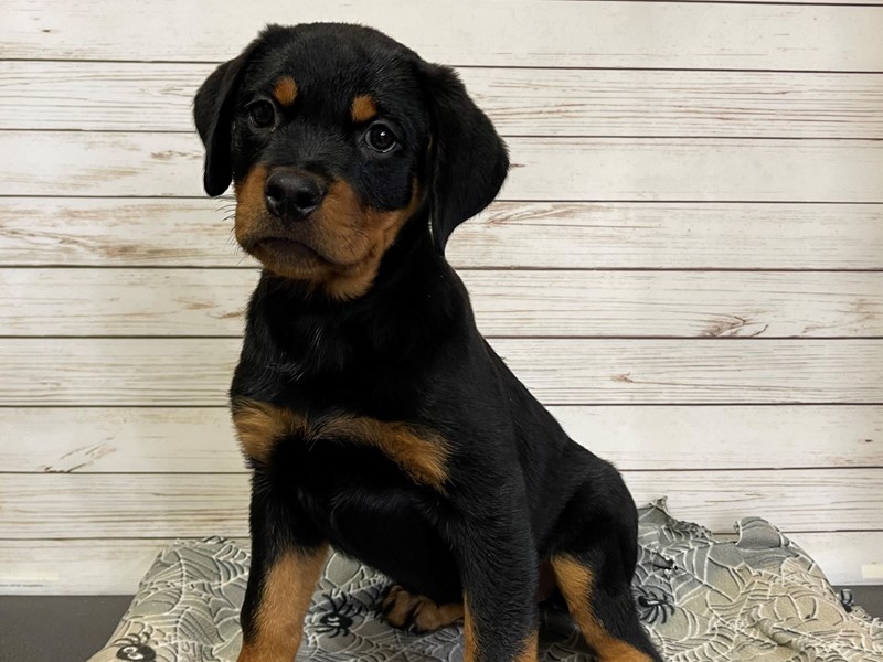 Women Rottweiler