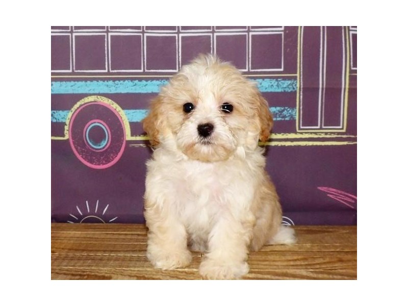 Teddy Bear Puppy Cream ID:21220 Located at Petland Batavia, Illinois