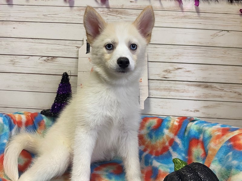 Pomsky Puppy White ID:21304 Located at Petland Batavia, Illinois