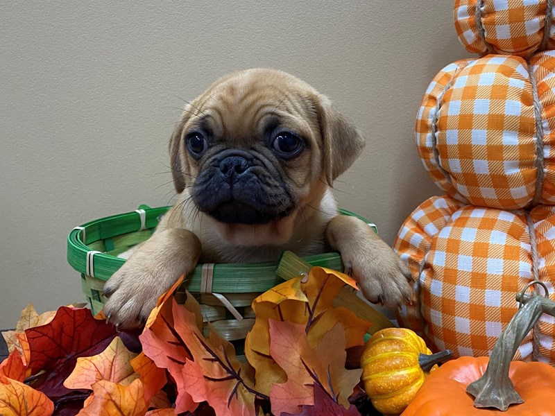 Puggle Puppy Fawn Sable, Black Mask ID:13120 Located at Petland Batavia ...