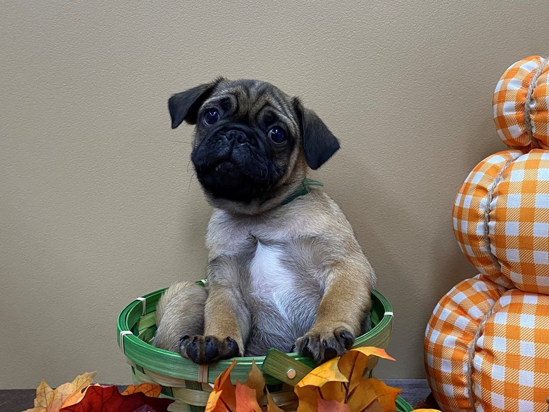 Puggle Puppy Fawn Sable ID:21078 Located at Petland Batavia, Illinois