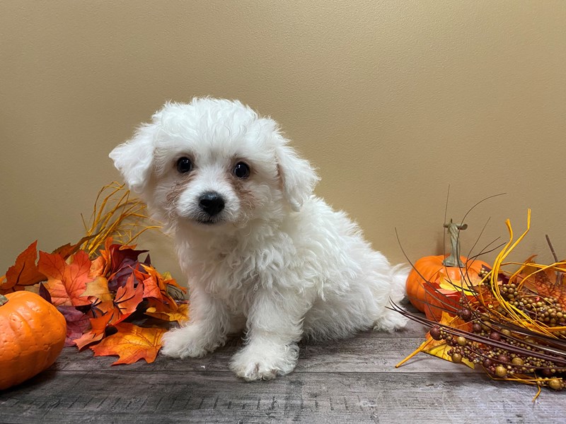 Bichon Frise Puppy White ID:21084 Located at Petland Batavia, Illinois