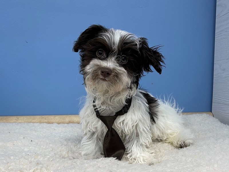 Havanese Puppy Chocolate / White ID:21344 Located at Petland Batavia ...