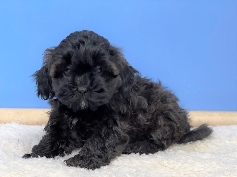 Shih Poo-DOG-Female-White / Black-3056540-Petland Batavia, IL