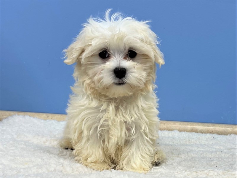 Maltese Small Animal White ID:21426 Located at Petland Batavia, Illinois