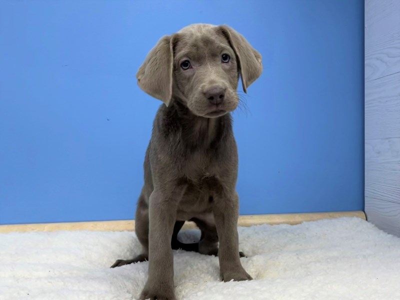 Labrador Retriever-DOG-Female-Silver-3831101-Petland Batavia, IL