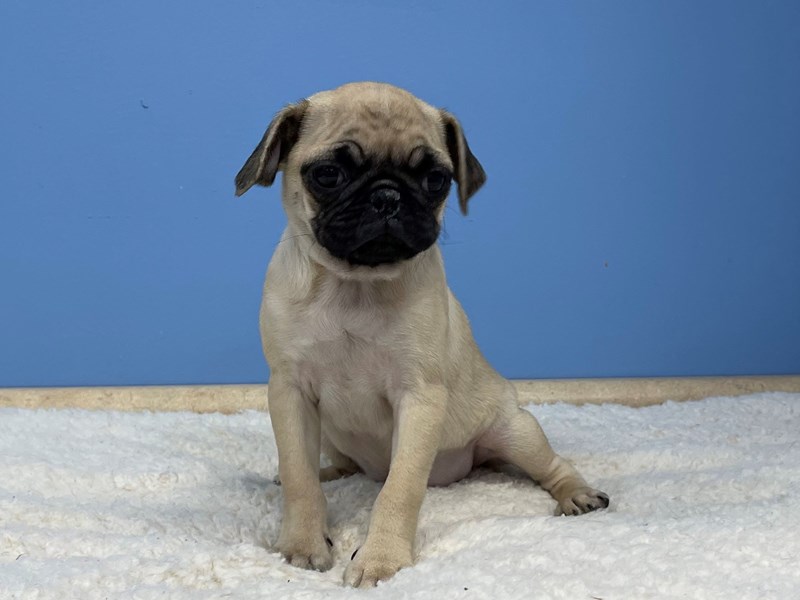 Pug-DOG-Female-Fawn-3920378-Petland Batavia, IL