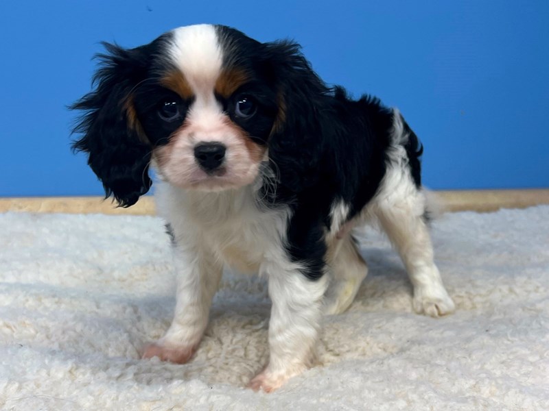 Cavalier King Charles Spaniel-DOG-Male-Tri-Colored-3904985-Petland ...