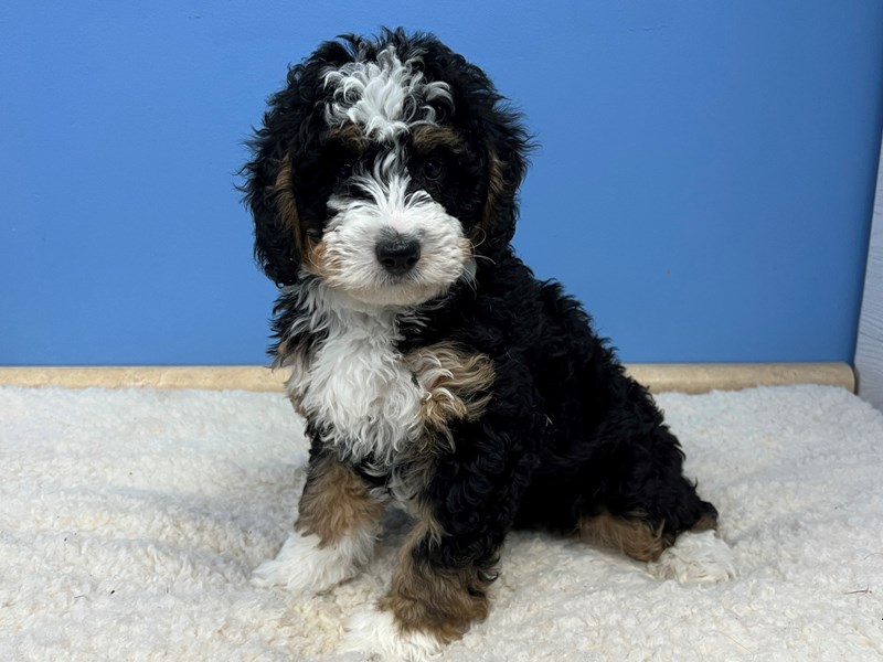 Bernedoodle Mini-DOG-Male-Black and White, Tan Points-3899296-Petland ...
