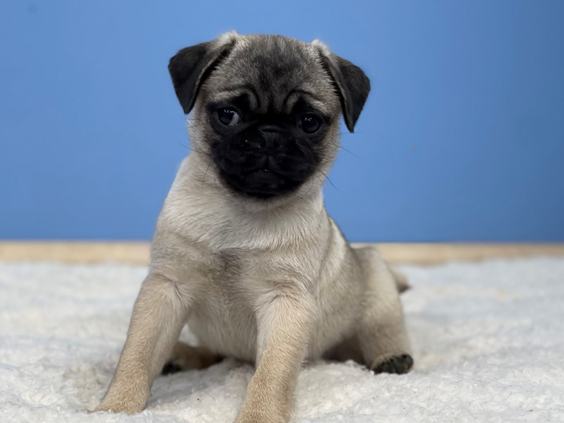 Pug Small Animal Fawn ID:21527 Located at Petland Batavia, Illinois