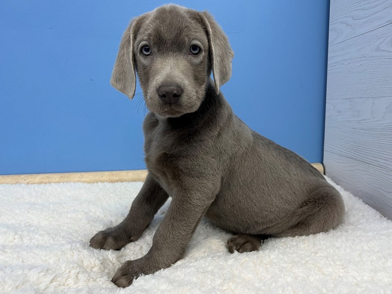 Labrador Retriever Small Animal Silver ID:21589 Located at Petland ...