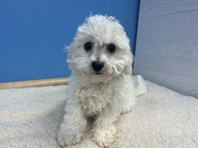 Bichon Frise-DOG-Male-White-3768857-Petland Batavia, Illinois