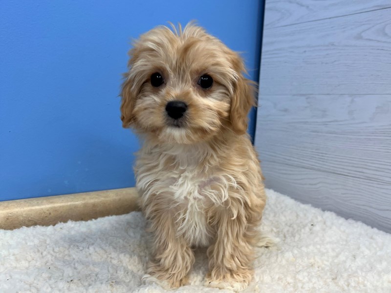 Cavachon Puppy Sable ID:12592 Located at Petland Batavia, Illinois