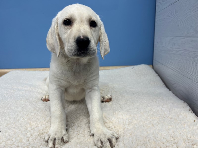 Labrador Retriever Small Animal Yellow ID:21738 Located at Petland ...