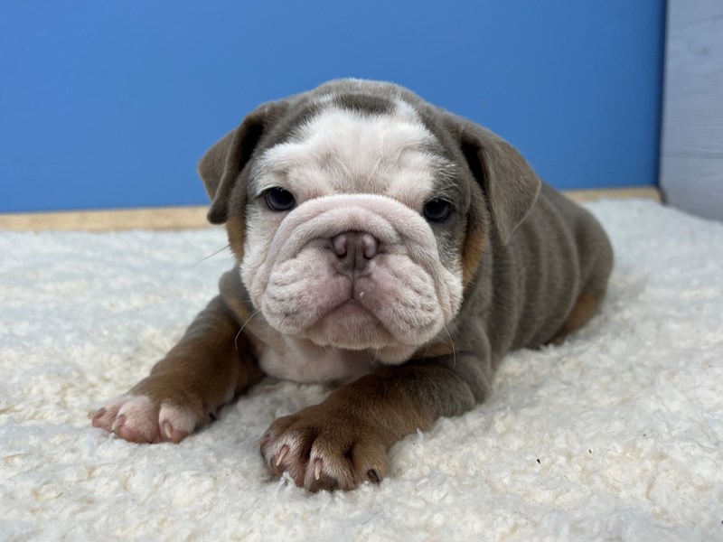 Gray English Bulldog Puppies