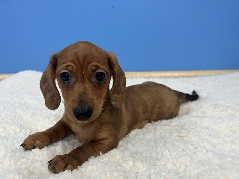 Dachshund Small Animal Sable, White Marks( Long Coat) ID:21985 Located ...