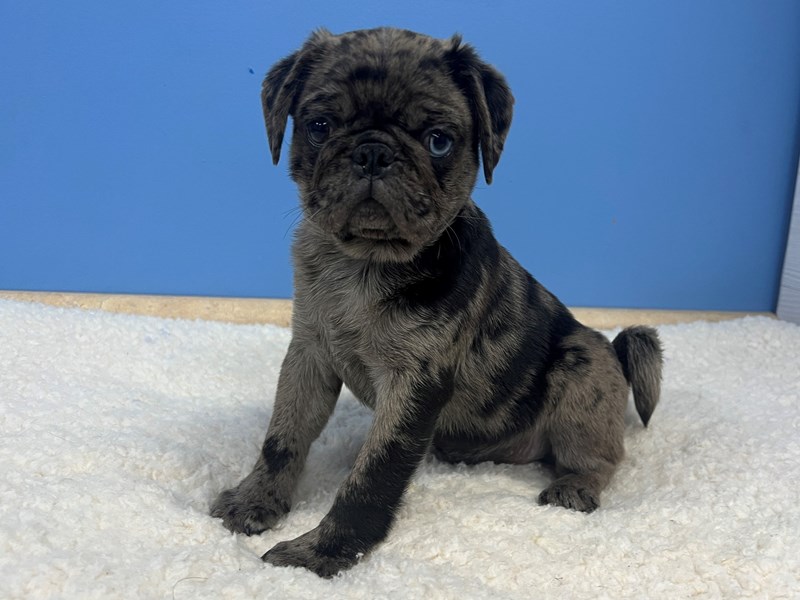Pug Small Animal Blue Merle ID:21913 Located at Petland Batavia, Illinois