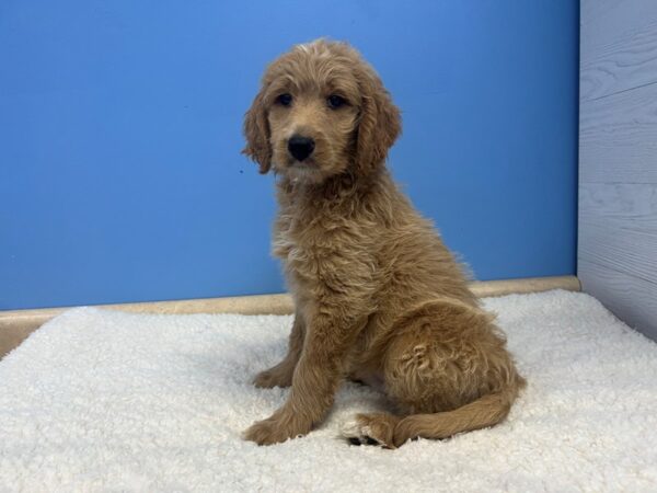 Mini Goldendoodle 2nd Gen-Dog-Male-Red-4070042-Petland Batavia, Illinois