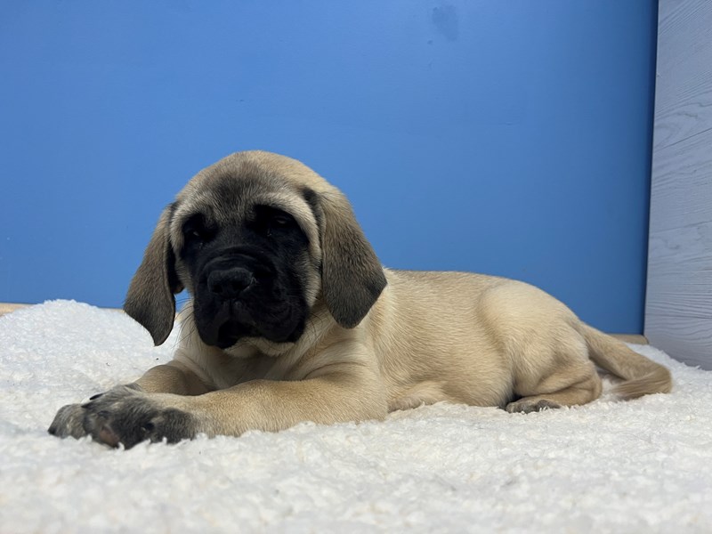English Mastiff Dog Puppy