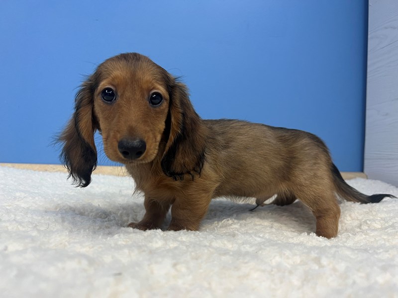 Dachshund Small Animal Sable (Long Coat) ID:21989 Located at Petland ...