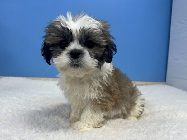 Lhasa Apso-Dog-Female-Red-4216579-Petland Batavia, Illinois