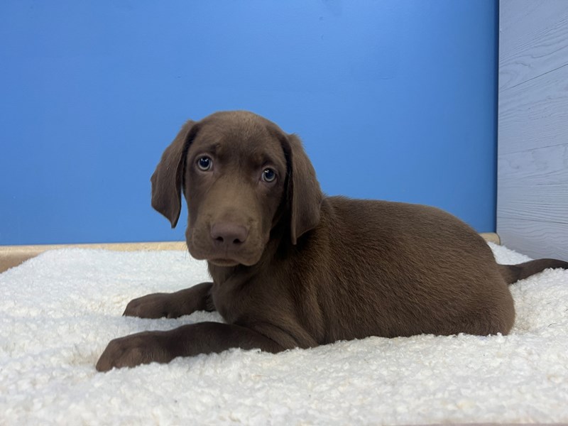 Blue Eyed Chocolate Lab
