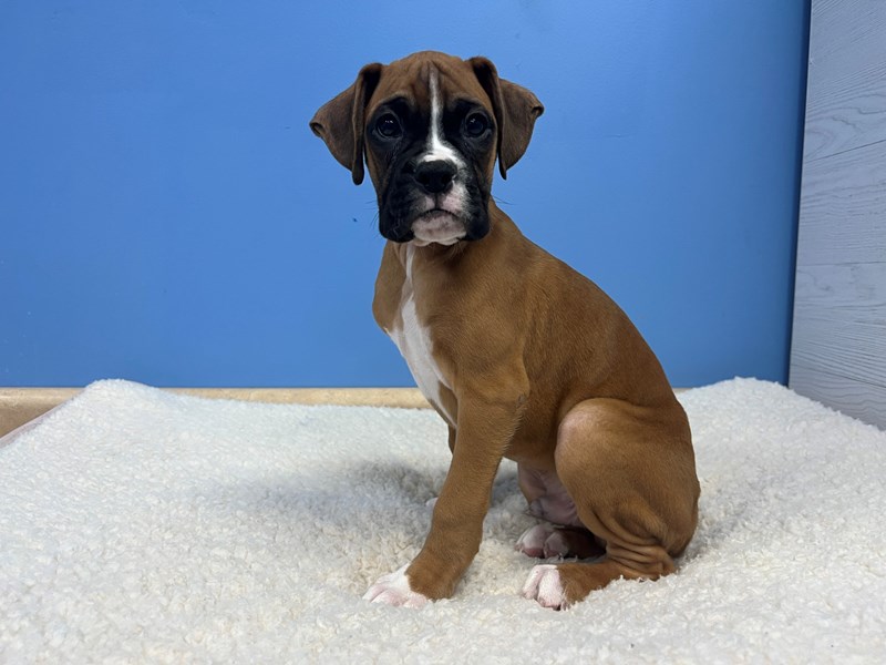 Fawn Boxer Puppies 6 Weeks