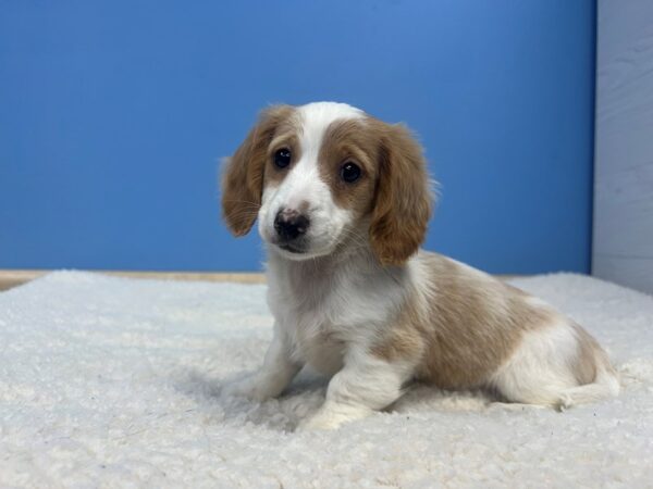 Dachshund-DOG-Female-Red Sable Piebald-2825343-Petland Batavia, Illinois