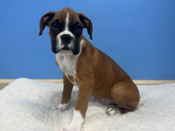 Boxer Puppies - Breed Info - Petland Batavia, Illinois